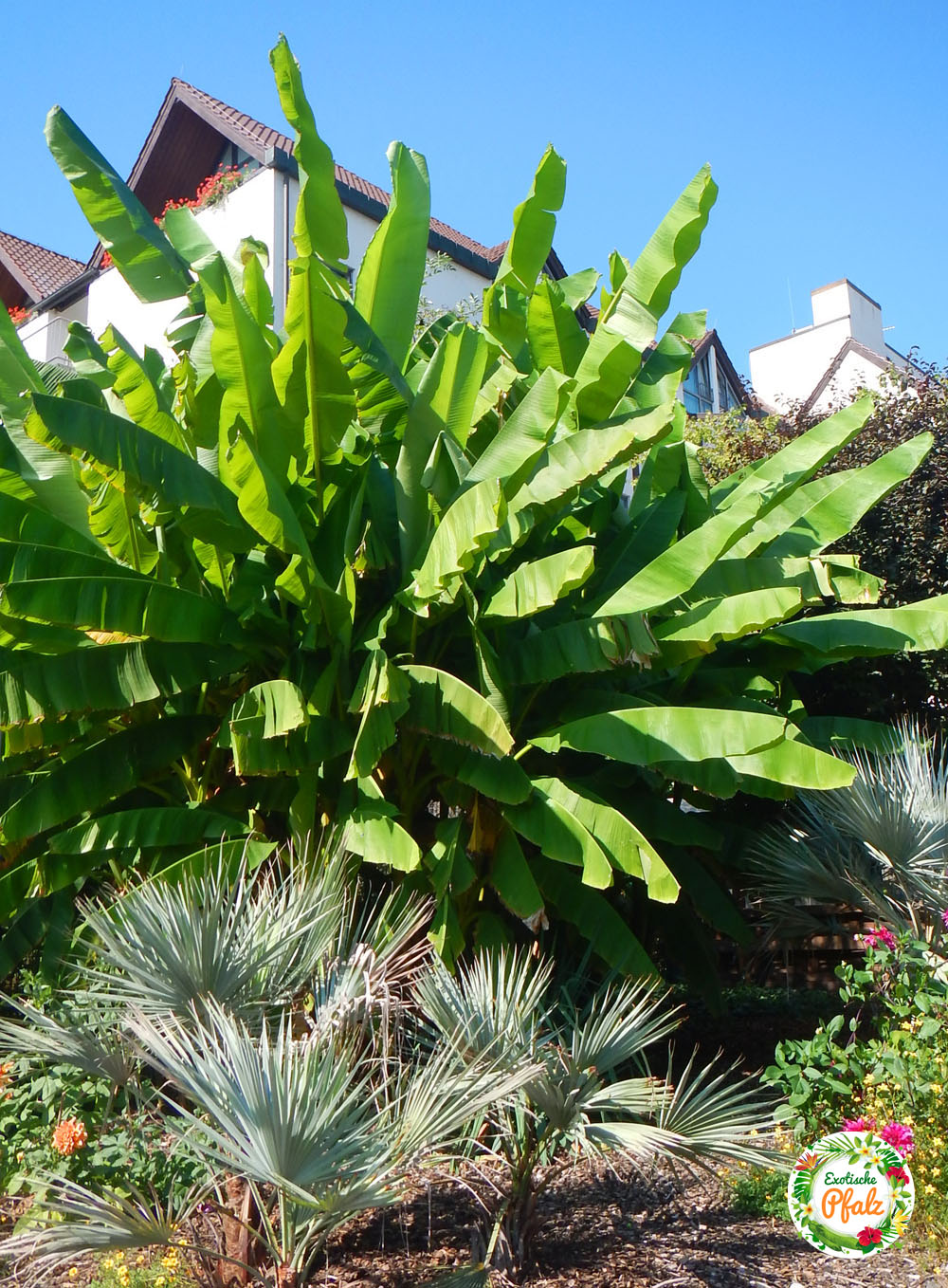Japanische Faserbanane (Musa basjoo) – Exotische Pfalz