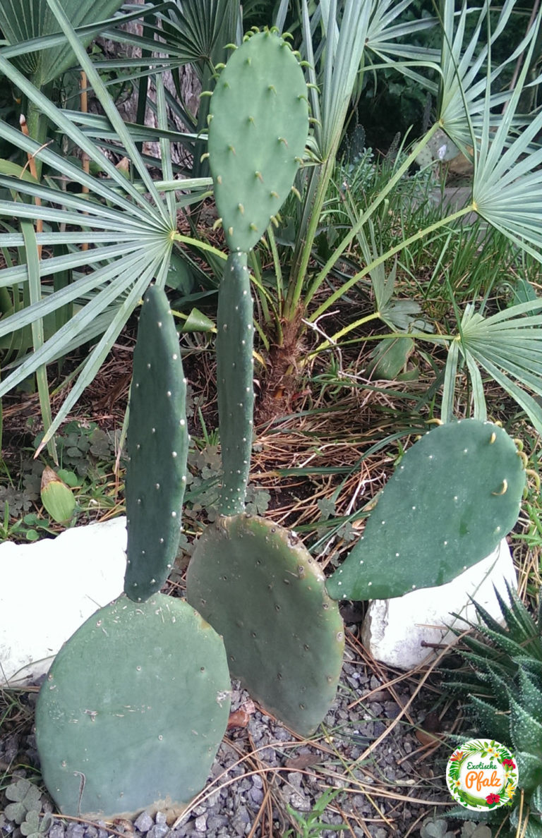 Opuntia cacanapa „ellisiana“ – Exotische Pfalz